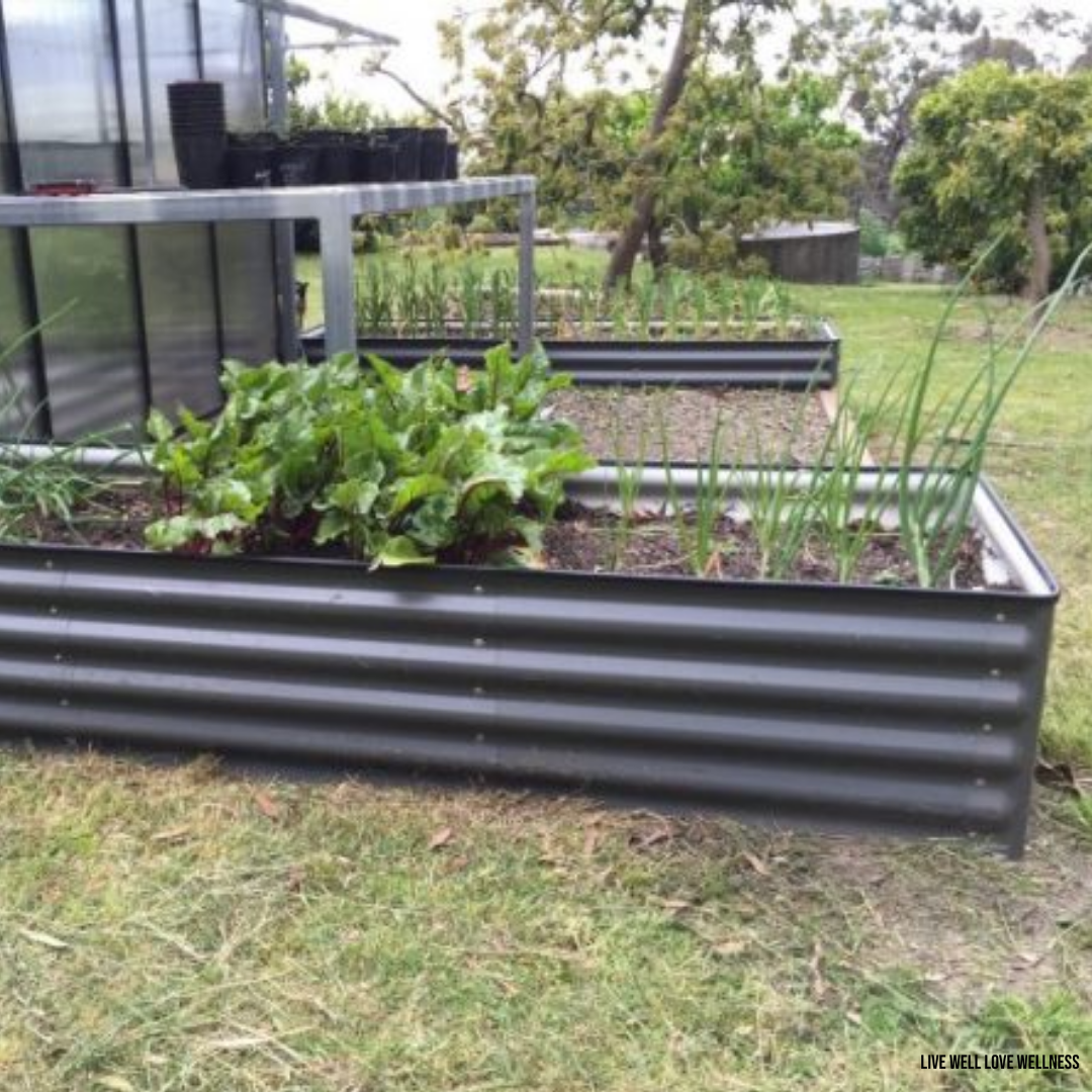 How to grow organic vegetables at home with simple easy to follow steps