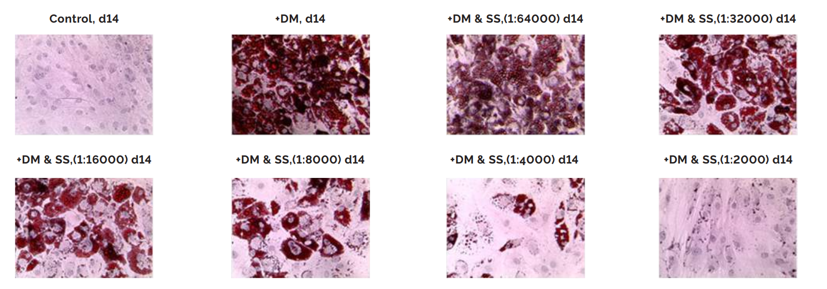 MetaPWR Essential Oil Blend - LIVE WELL LOVE WELLNESS